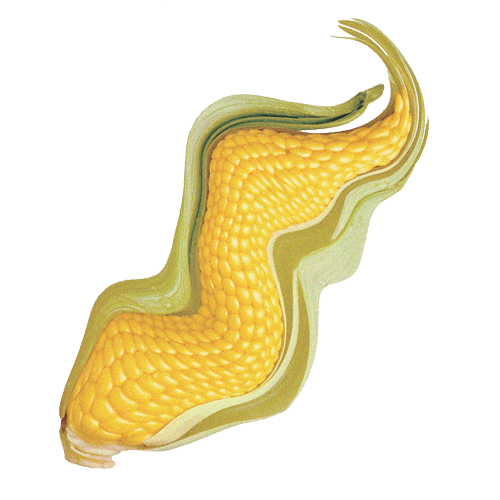 Mellow Corn – Flaviar